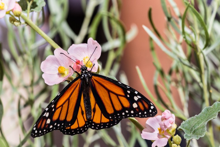 How to Create a Pollinator Garden | Via