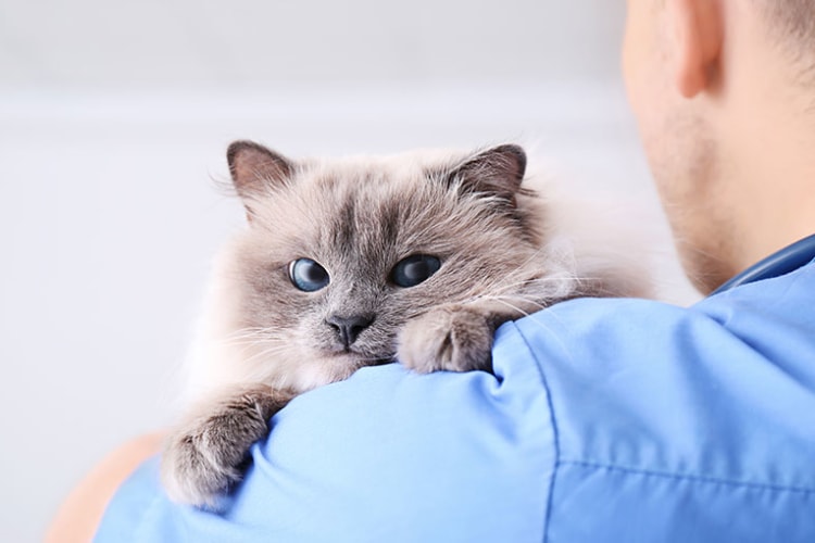 AAA Pet Health Insurance: Plan Overview