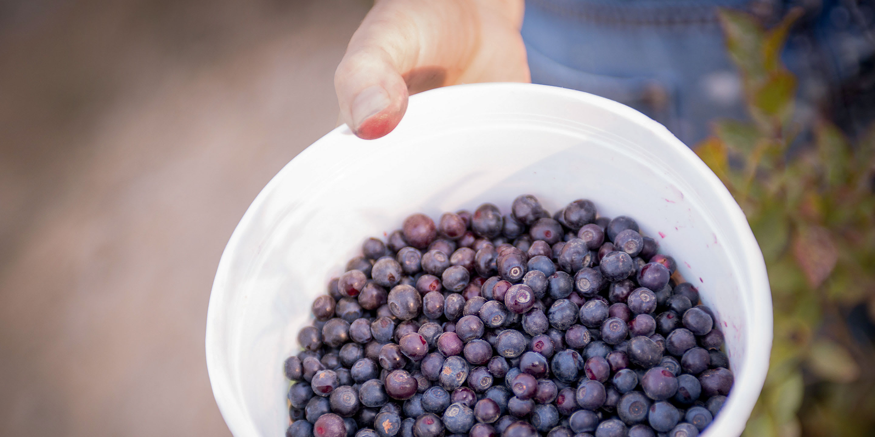 Huckleberry Foraging in the West | Via
