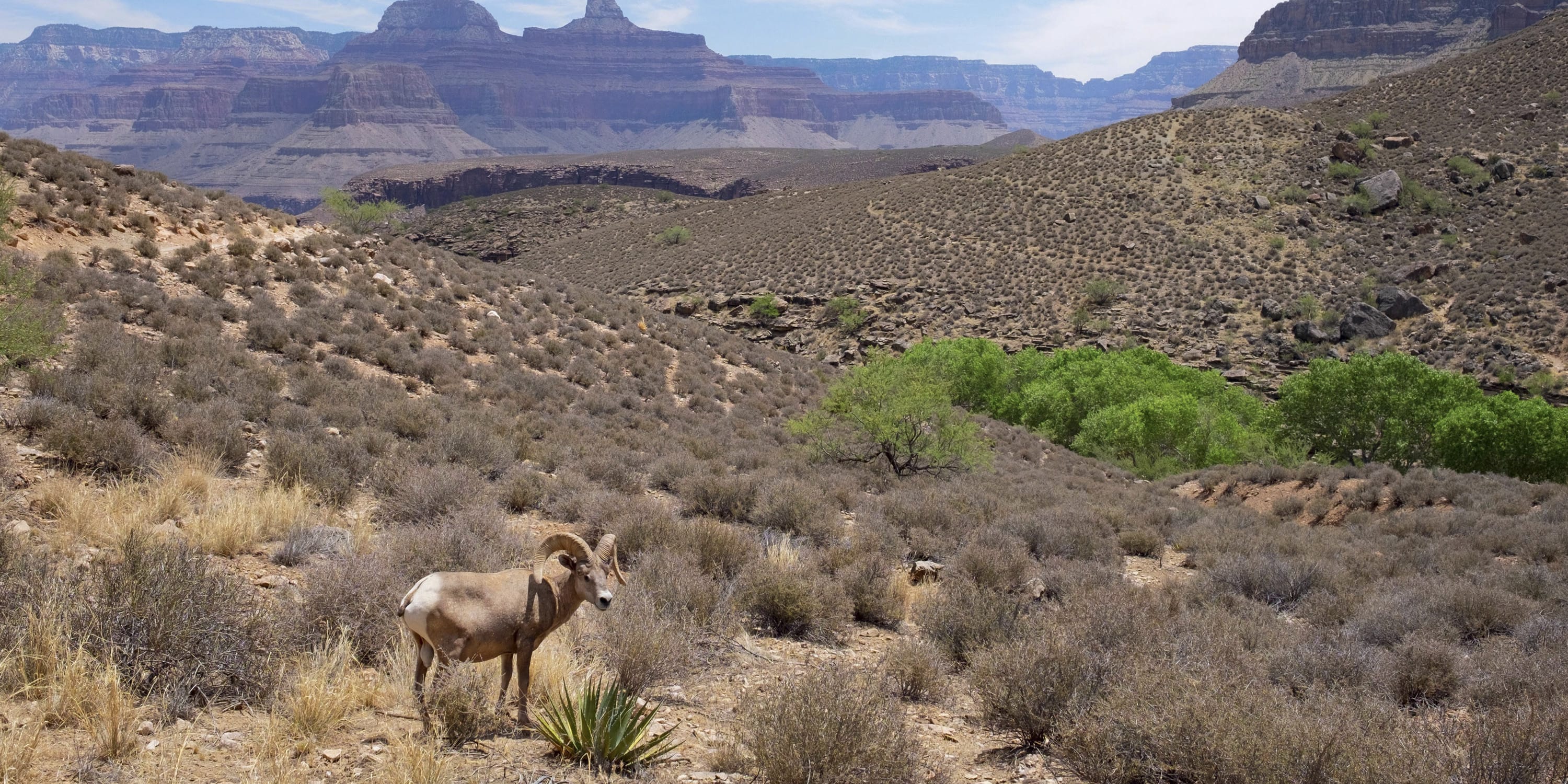 Where to See Arizona's Wondrous Wildlife | Via