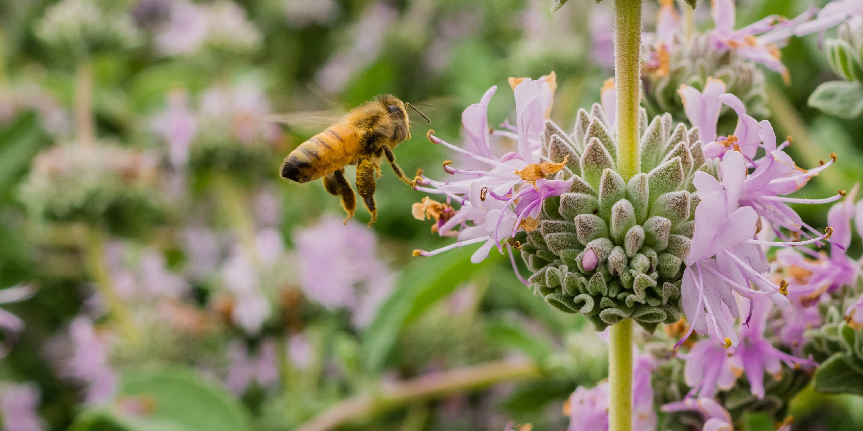 How to Create a Pollinator Garden | Via