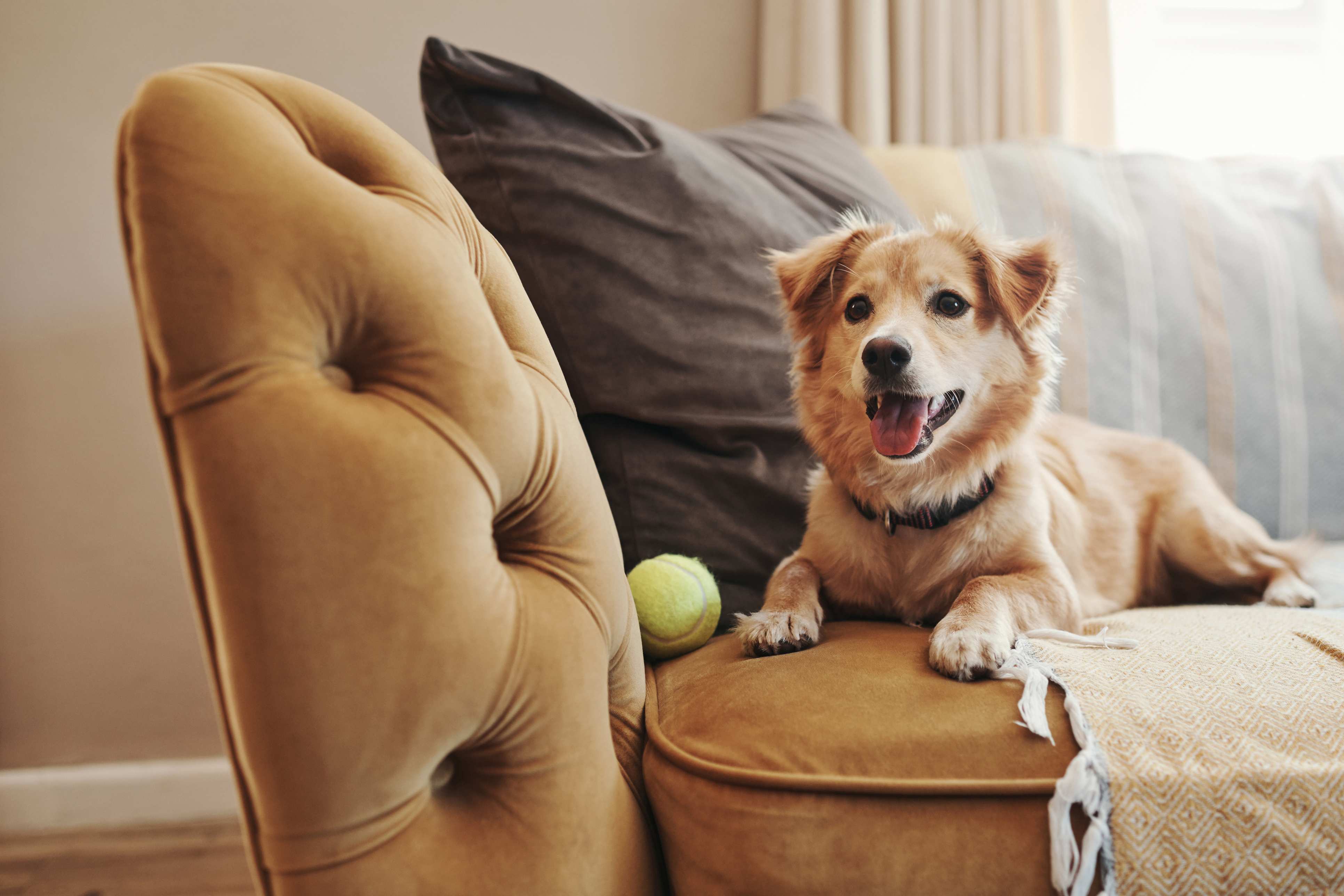 Care for Your Pet While You're Away with These Devices | Via