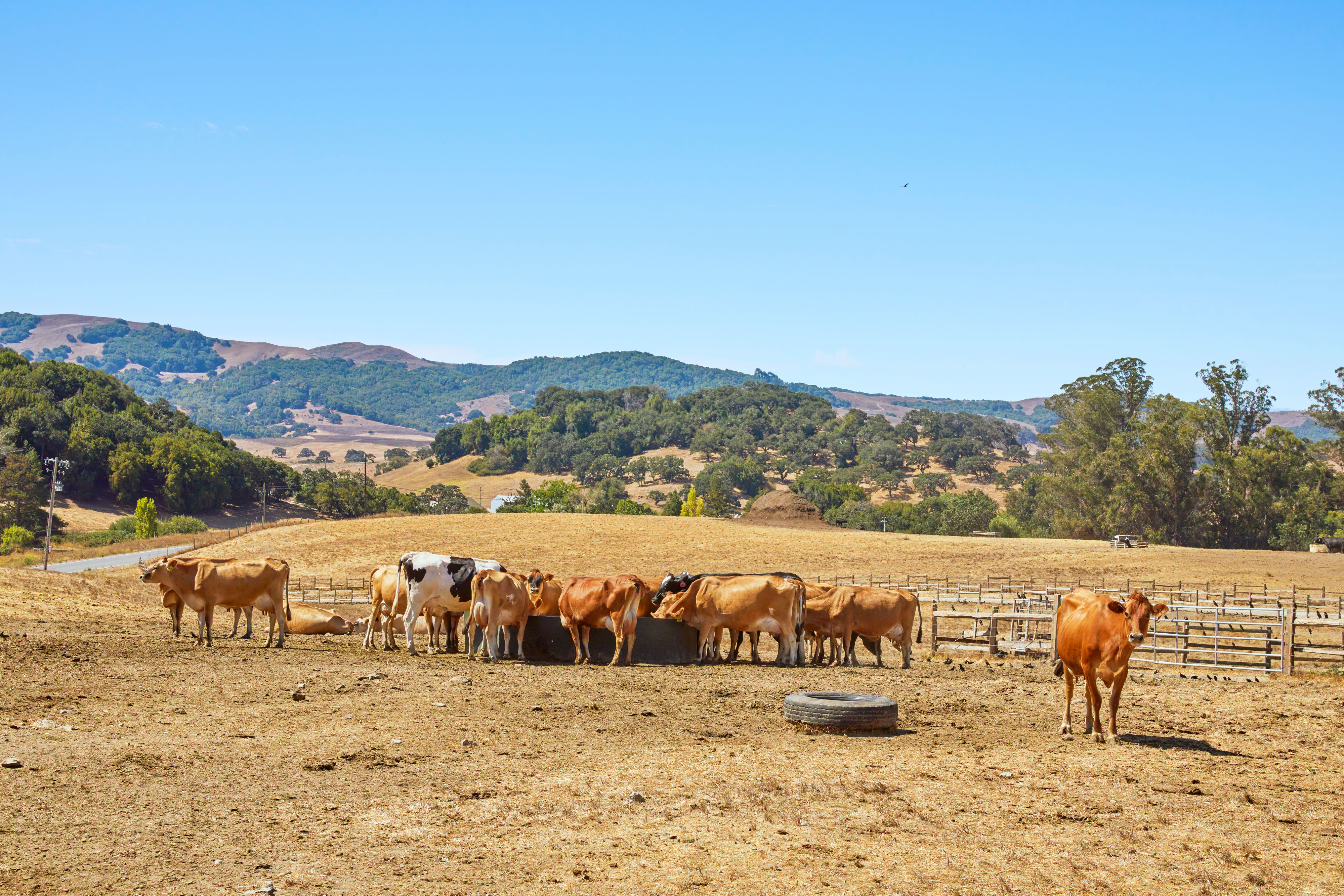 Taste Your Way Along the West Coast's Best Cheese Trails | Via