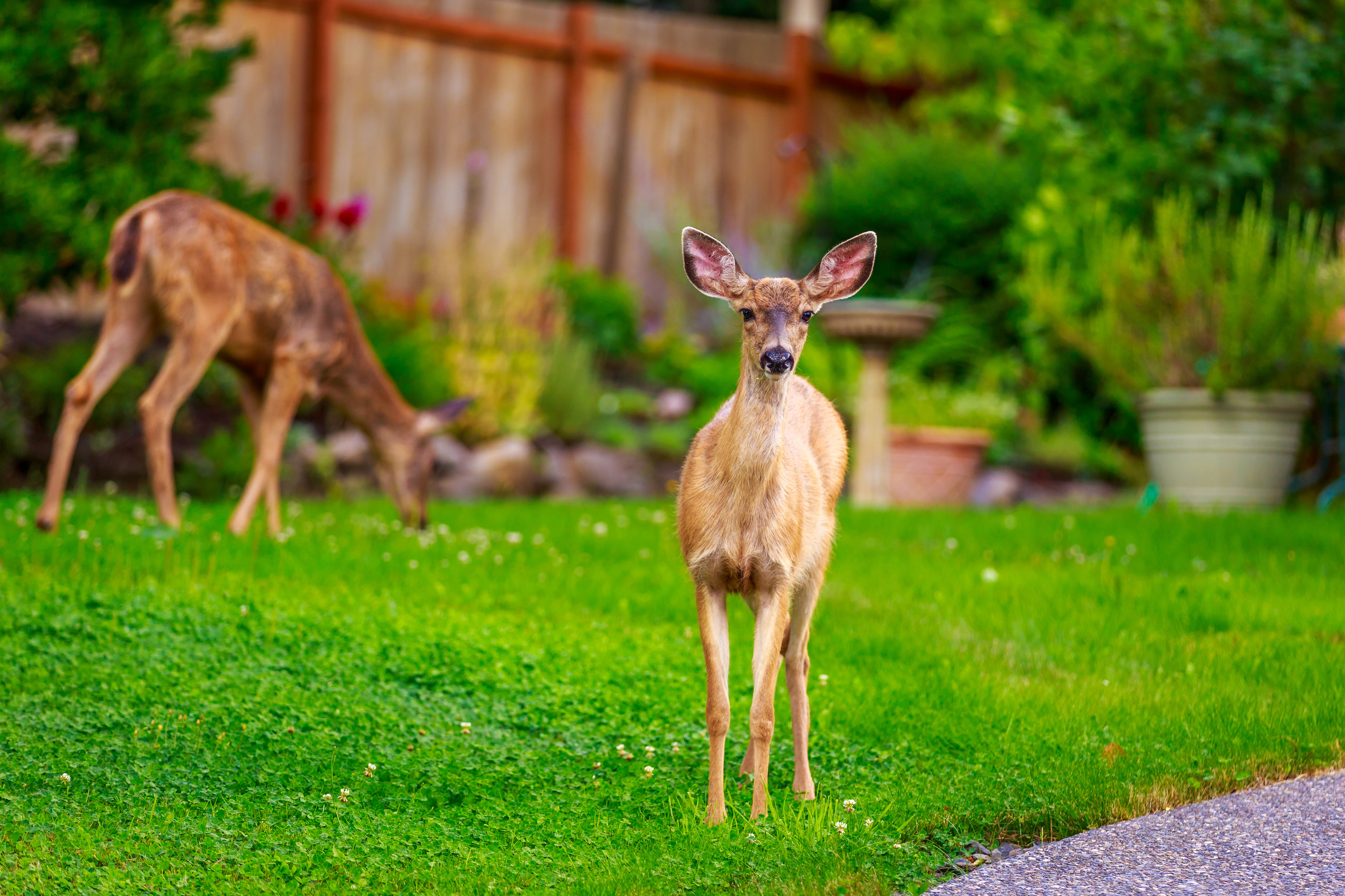 How to Protect Your Home, Yard, and Pets from Wildlife | Via